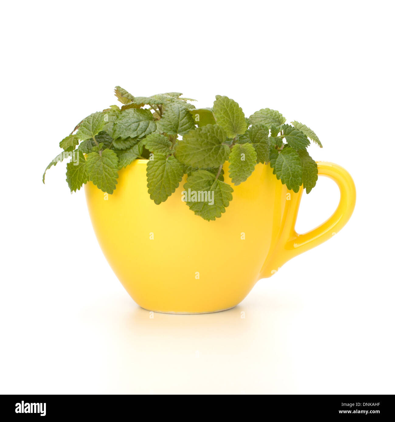 Herbal peppermint tea cup isolated on white background. Alternative ...