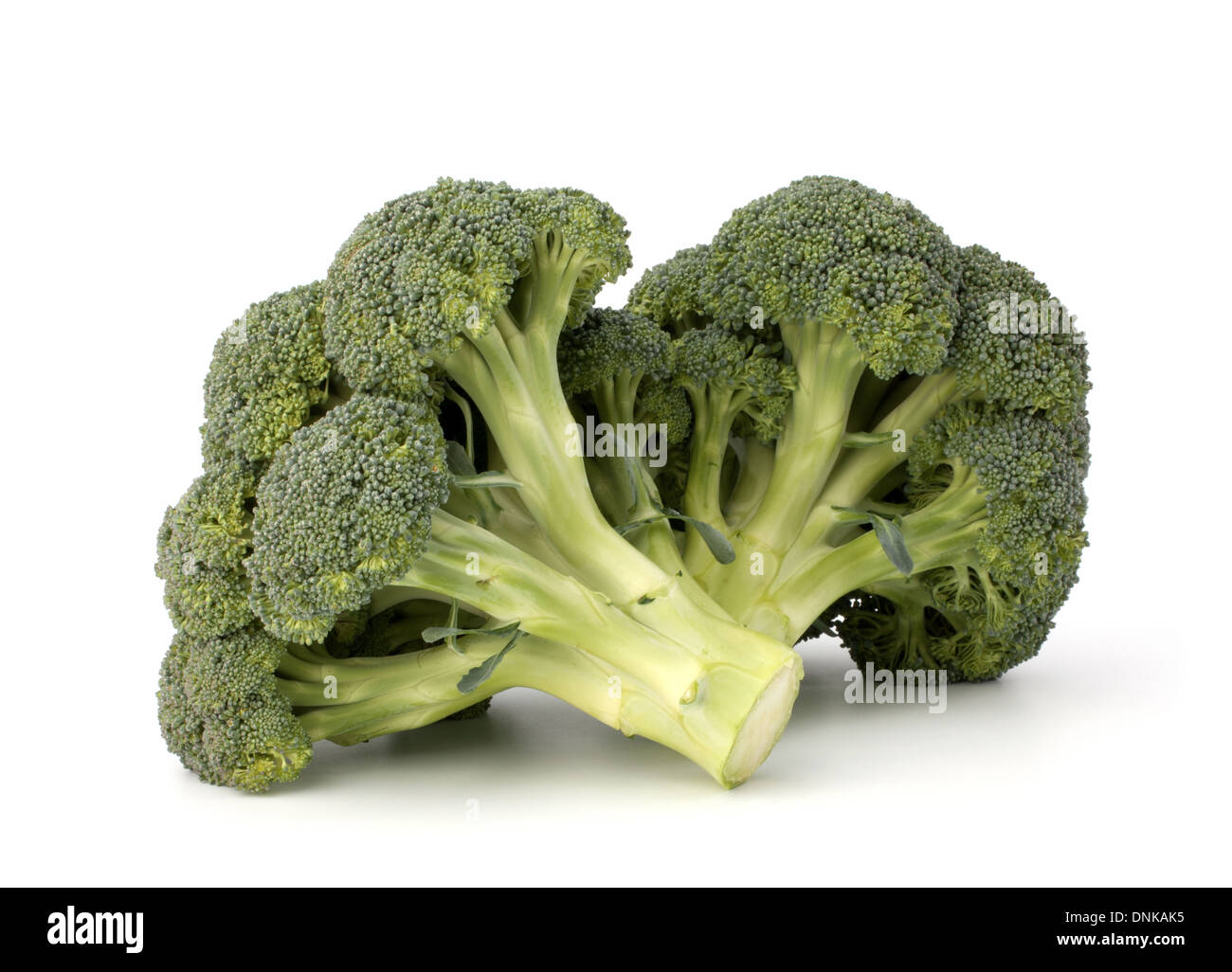Broccoli vegetable isolated on white background Stock Photo - Alamy