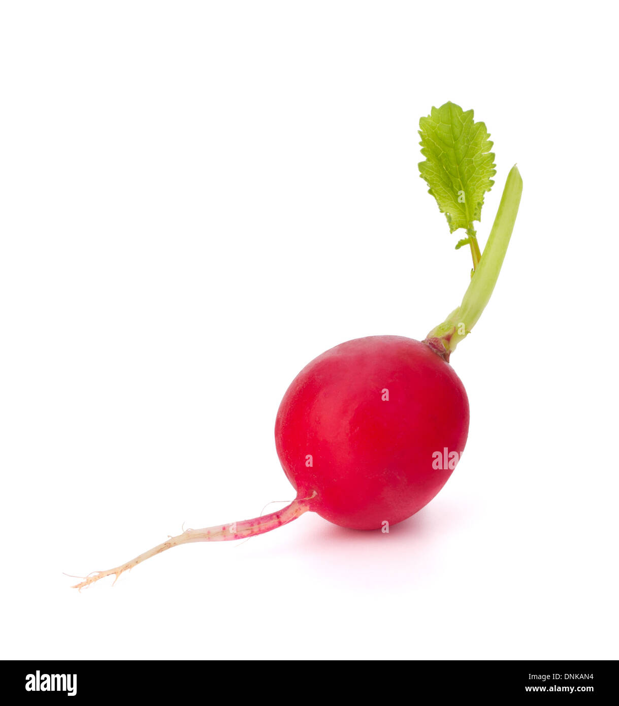 Small garden radish isolated on white background cutout Stock Photo - Alamy