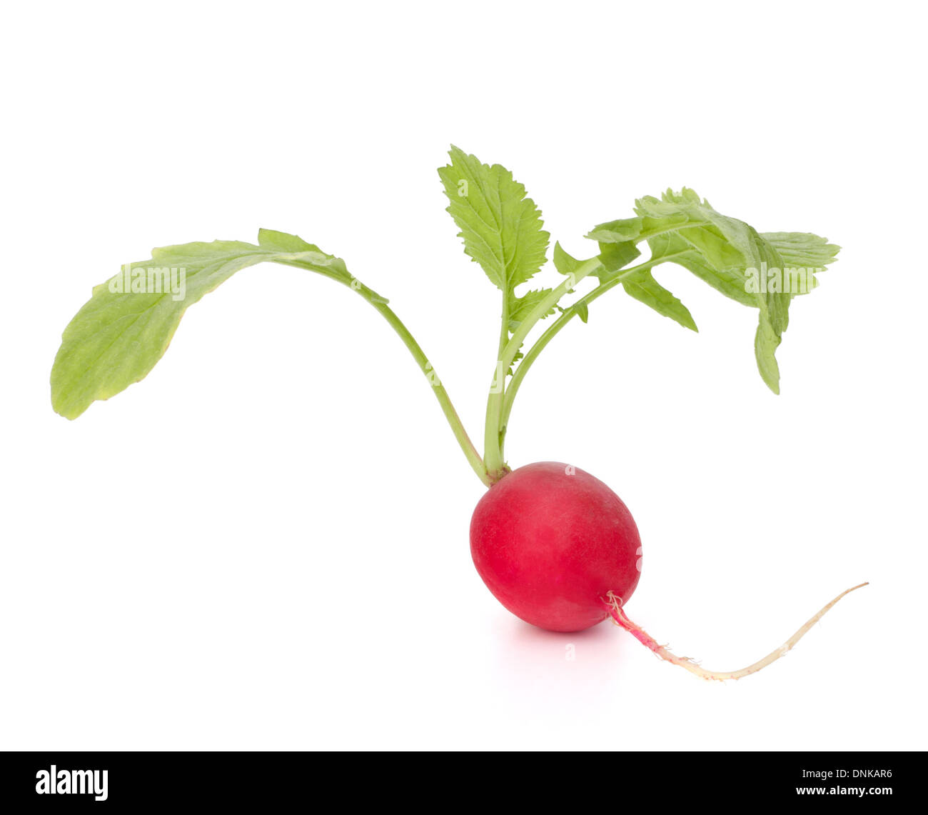 Small garden radish with leaves isolated on white background cutout ...