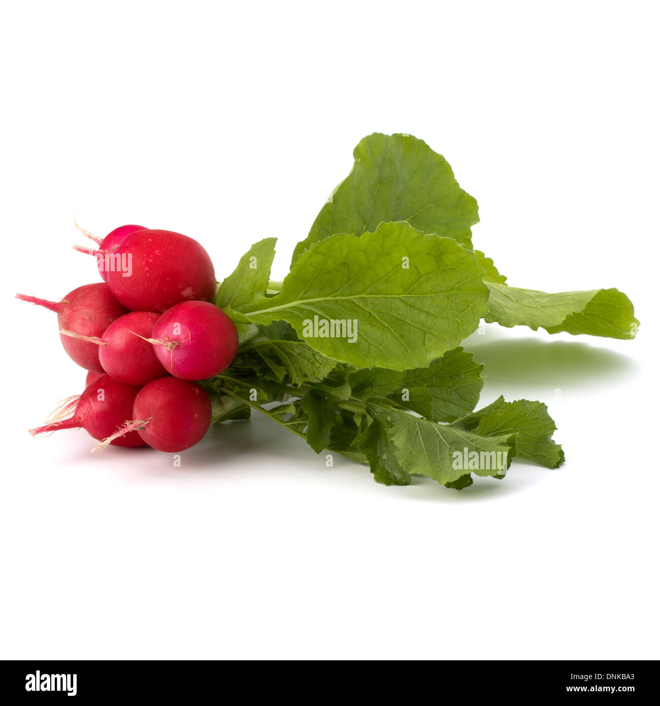 Small garden radish isolated on white background Stock Photo - Alamy