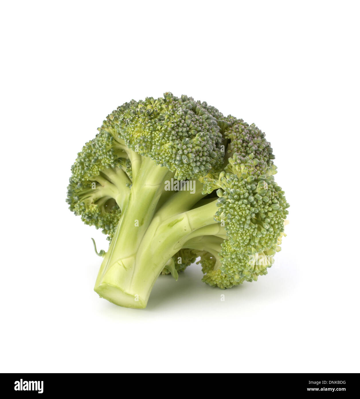 Broccoli vegetable isolated on white background Stock Photo - Alamy