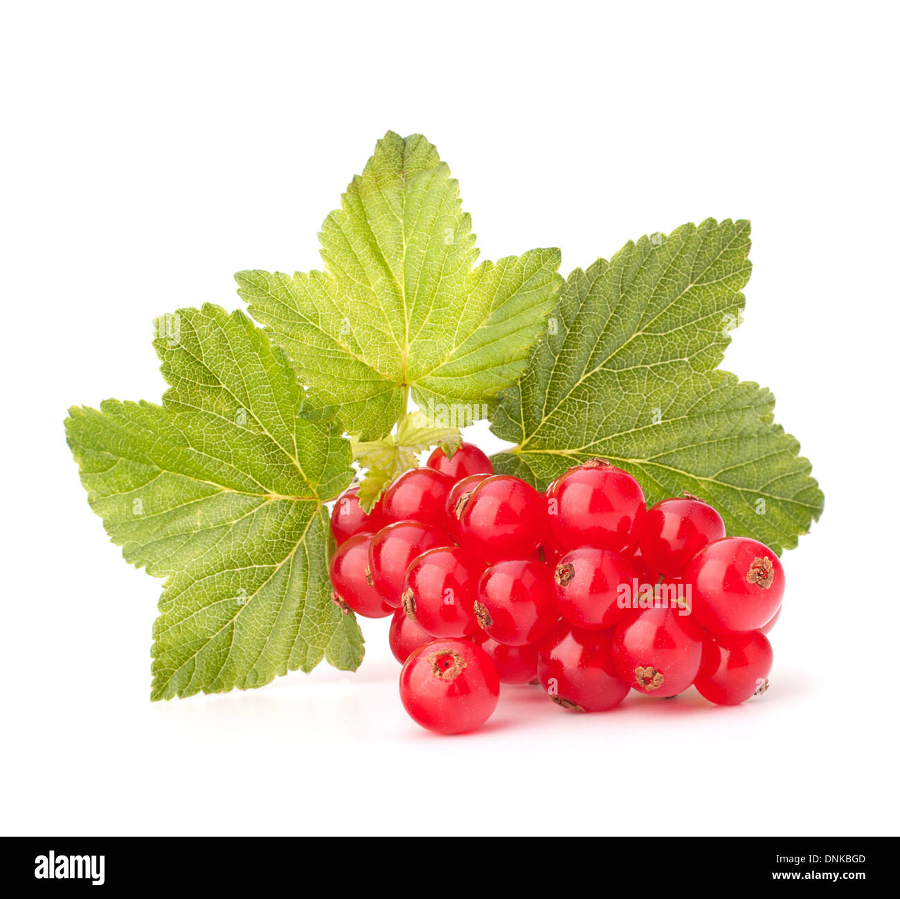 Red currants and green leaves still life isolated on white background ...