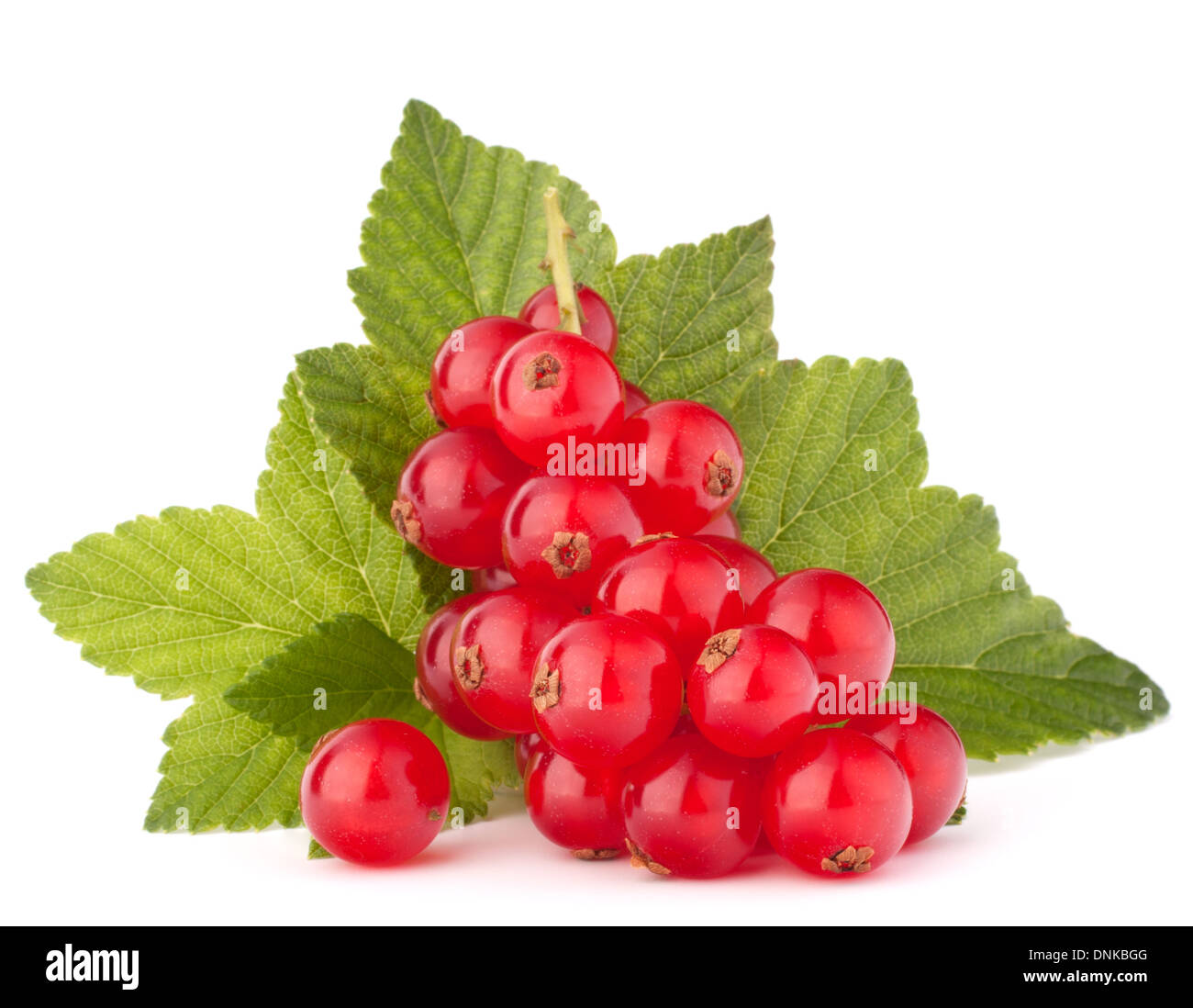Red currants and green leaves still life isolated on white background ...