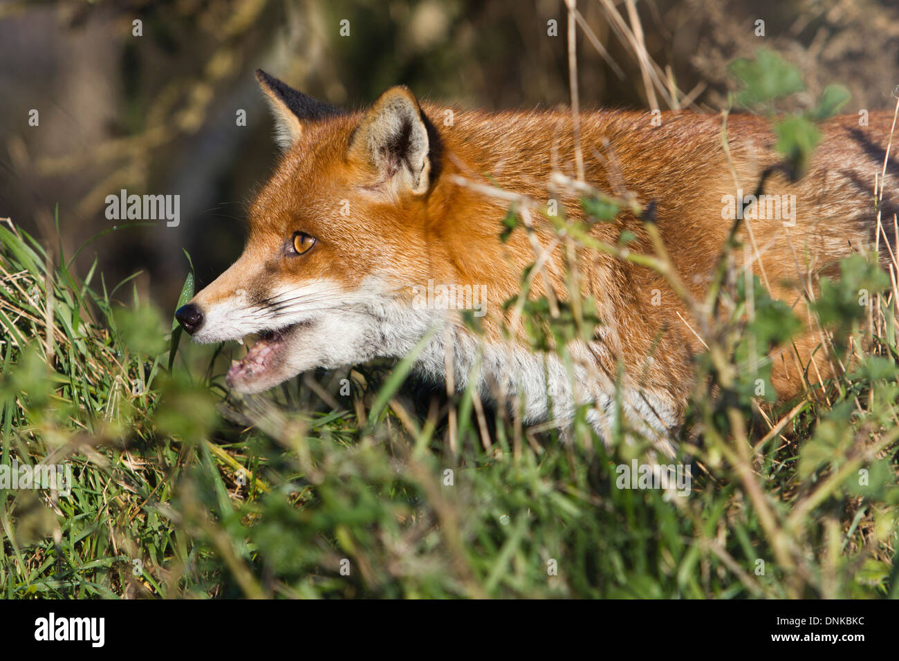 European Red Fox in the UK. December Stock Photo - Alamy