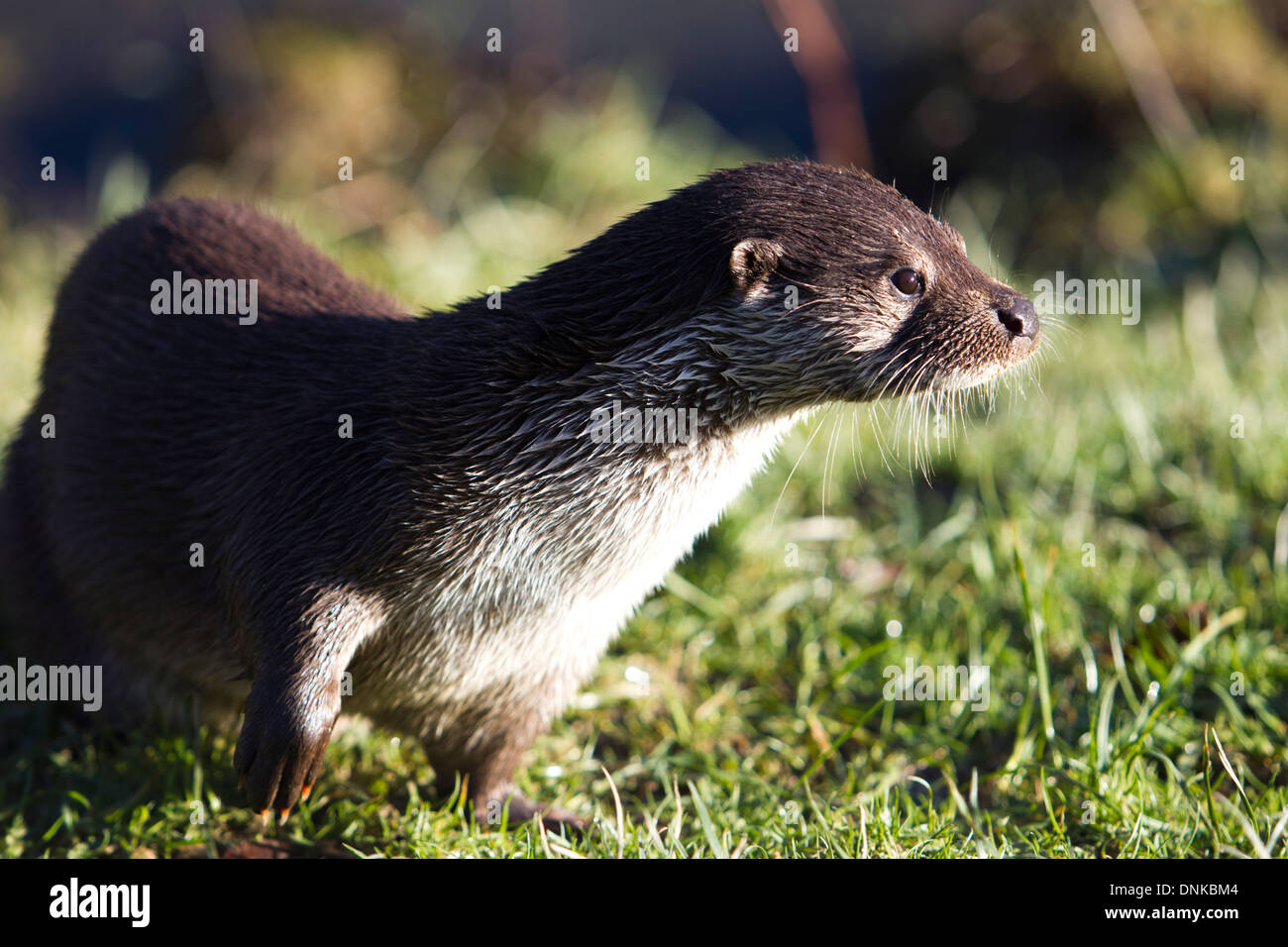 Freshwater otters hi-res stock photography and images - Alamy