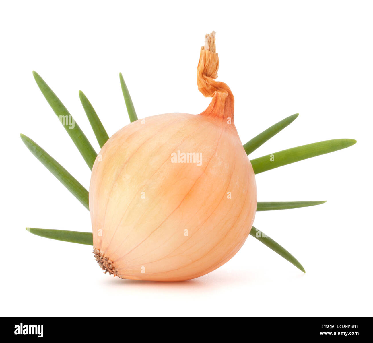 Onion bulb on white background cutout Stock Photo - Alamy