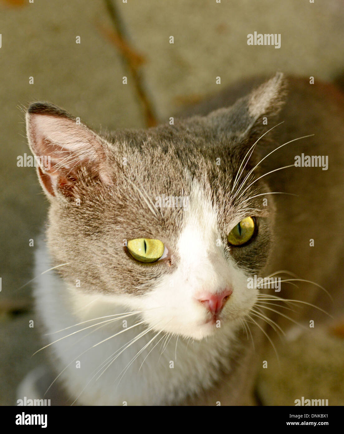 Purring purr hi-res stock photography and images - Alamy