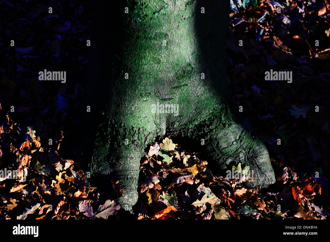 Trunk leaves hi-res stock photography and images - Alamy