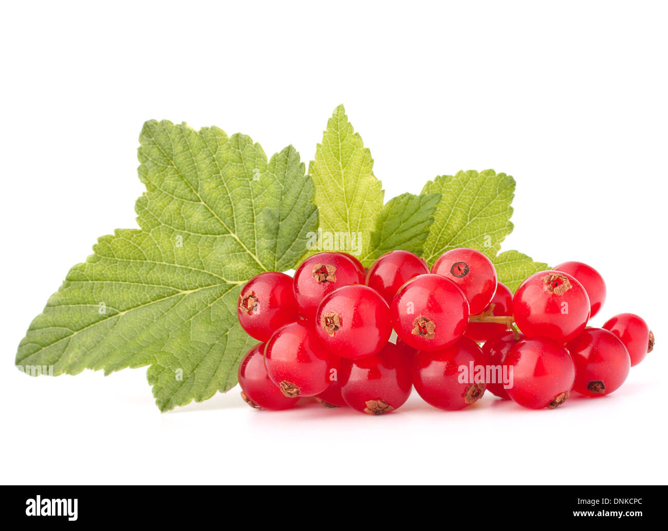 Red currants and green leaves still life isolated on white background ...