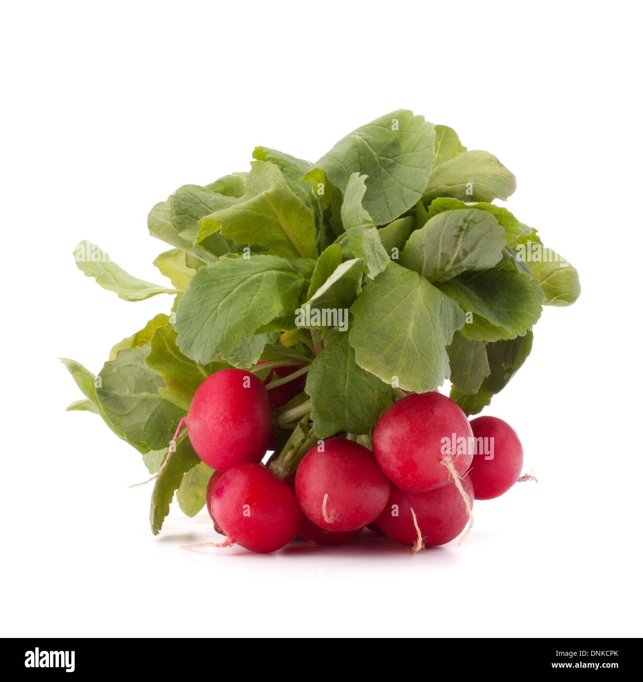 Small garden radish with leaves isolated on white background cutout ...