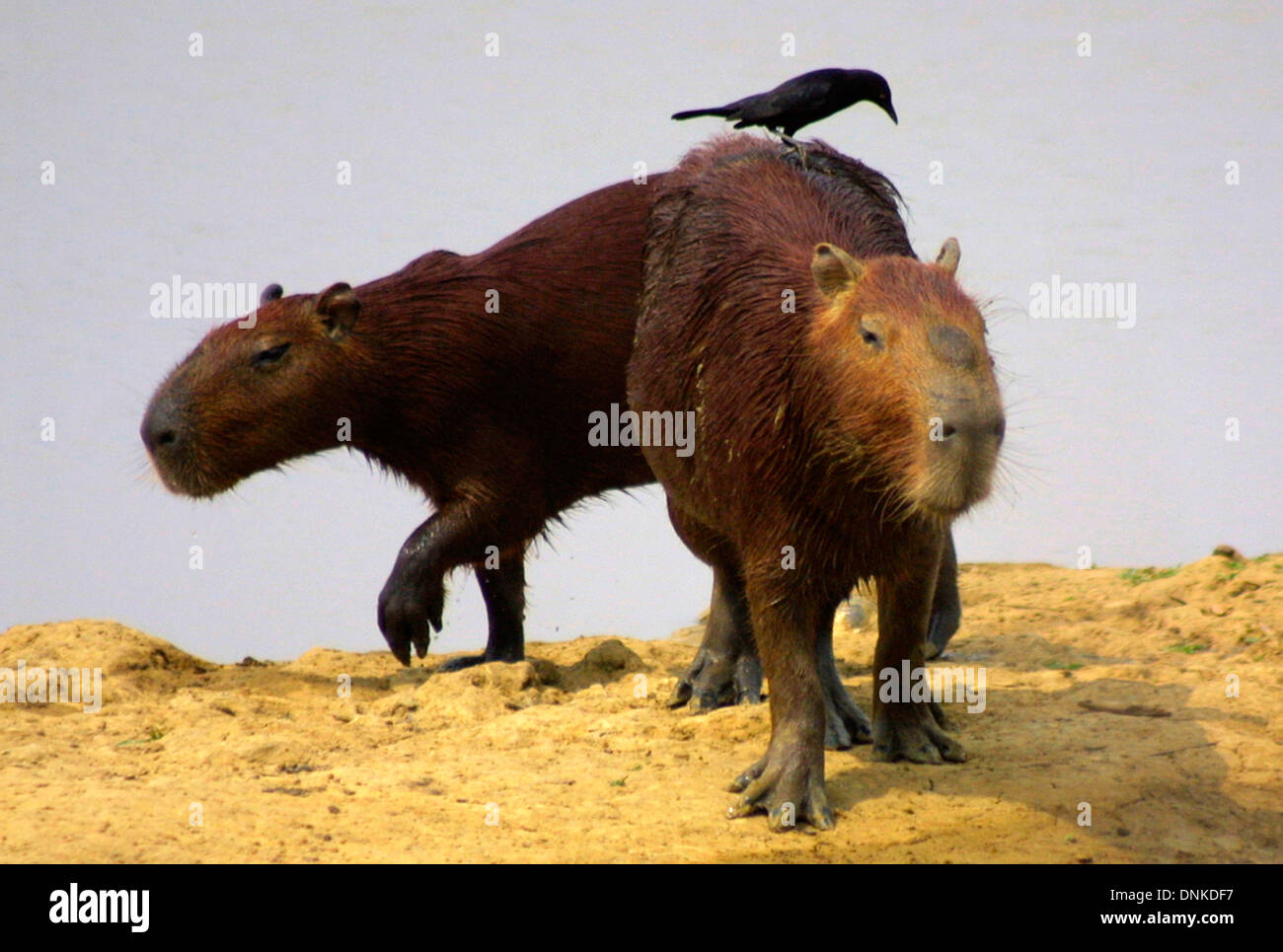 Hato pinero hi-res stock photography and images - Alamy