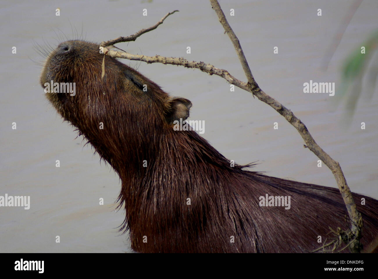 A capybara, localy known as a Chiguire, uses a branch to scratch its ...