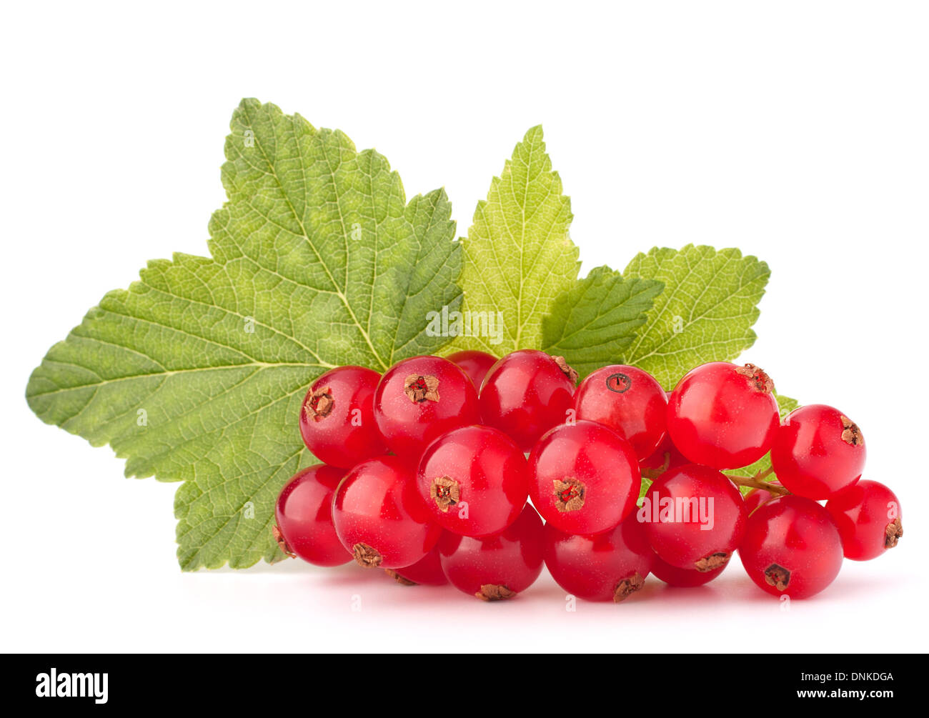Red currants and green leaves still life isolated on white background ...