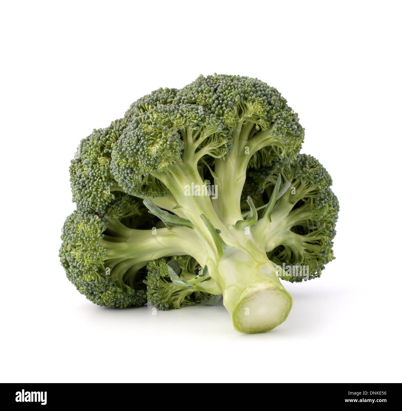 Broccoli vegetable isolated on white background Stock Photo - Alamy