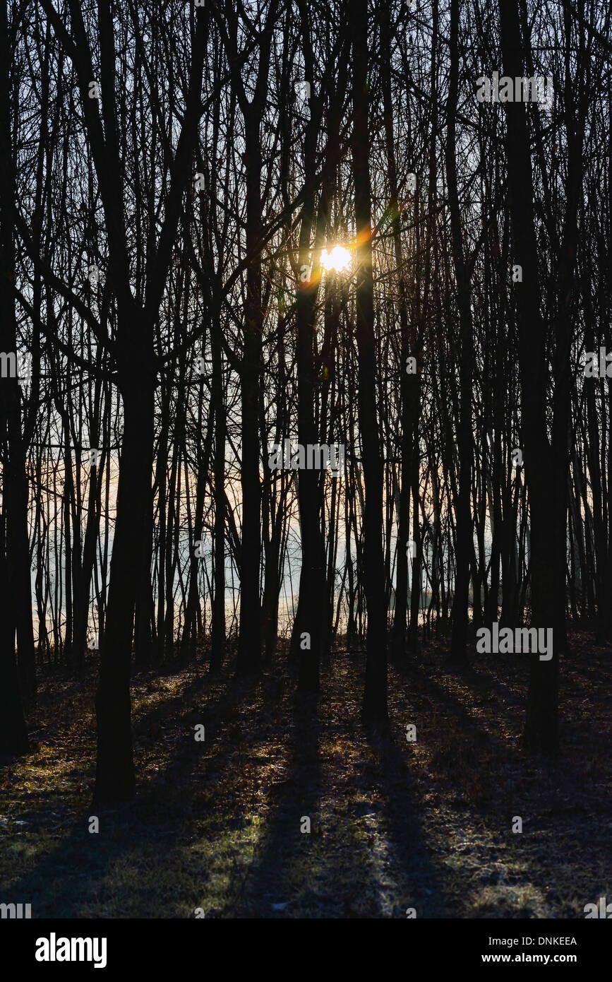 Against the light in the wood Stock Photo - Alamy