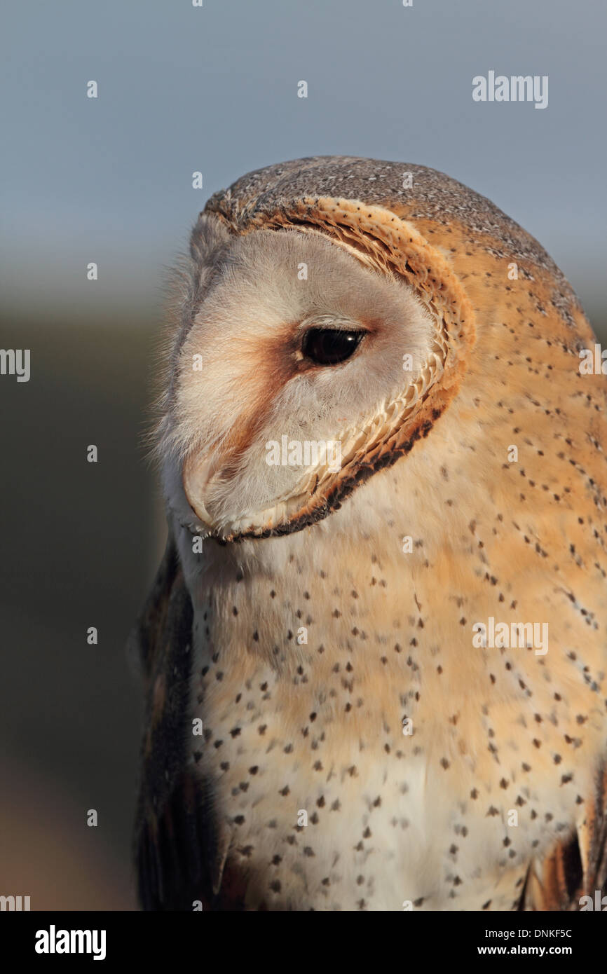 African Barn Owl Tyto alba affinis (captive Stock Photo - Alamy