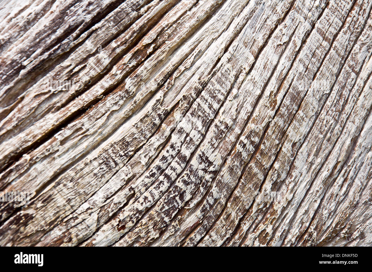 dried tree wood texture background Stock Photo - Alamy