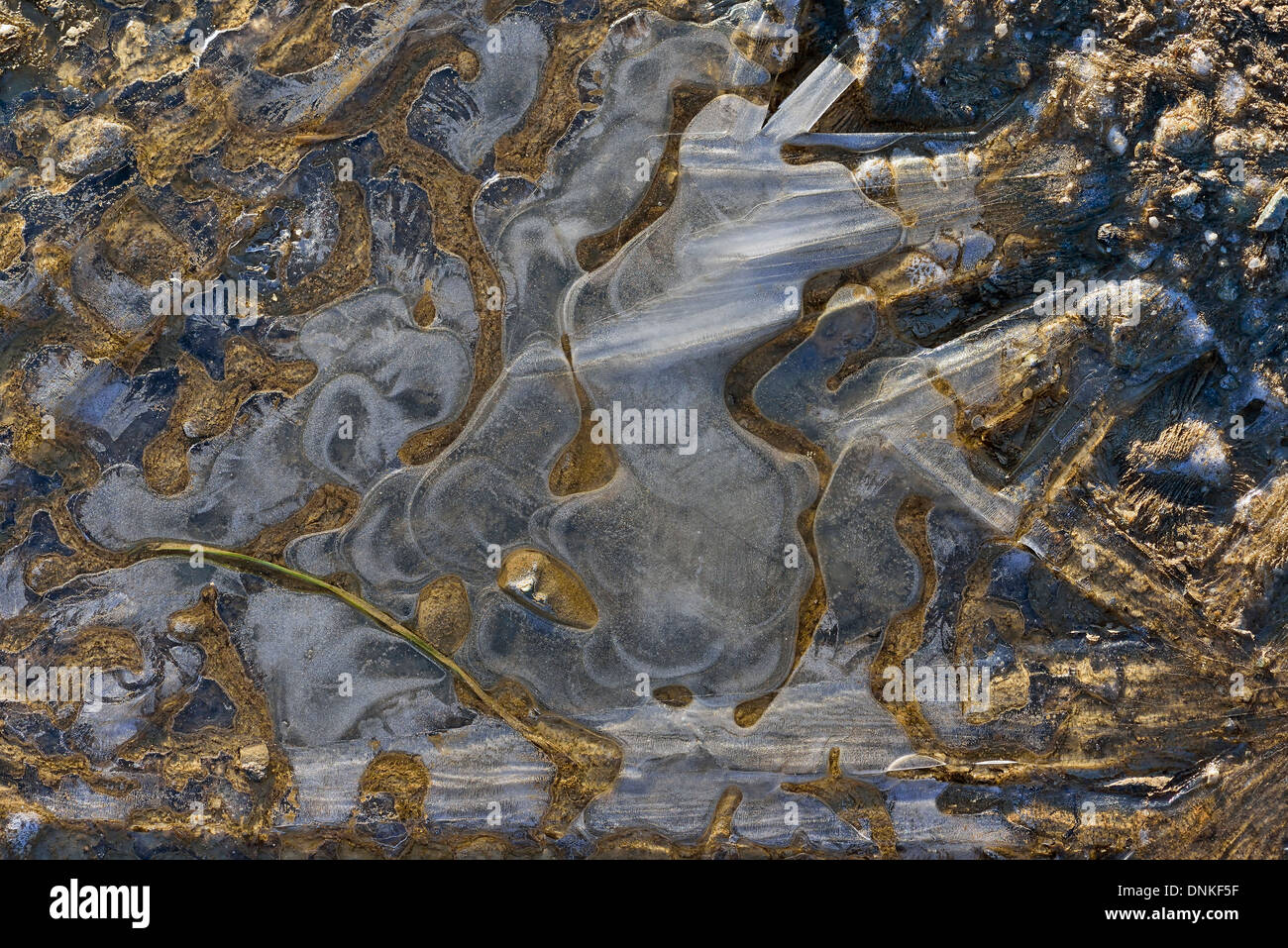 Details of an icy puddle Stock Photo - Alamy