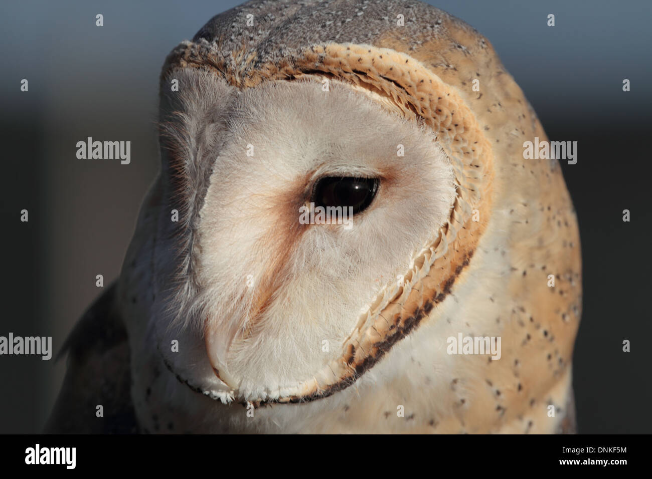 African Barn Owl Tyto alba affinis (captive Stock Photo - Alamy