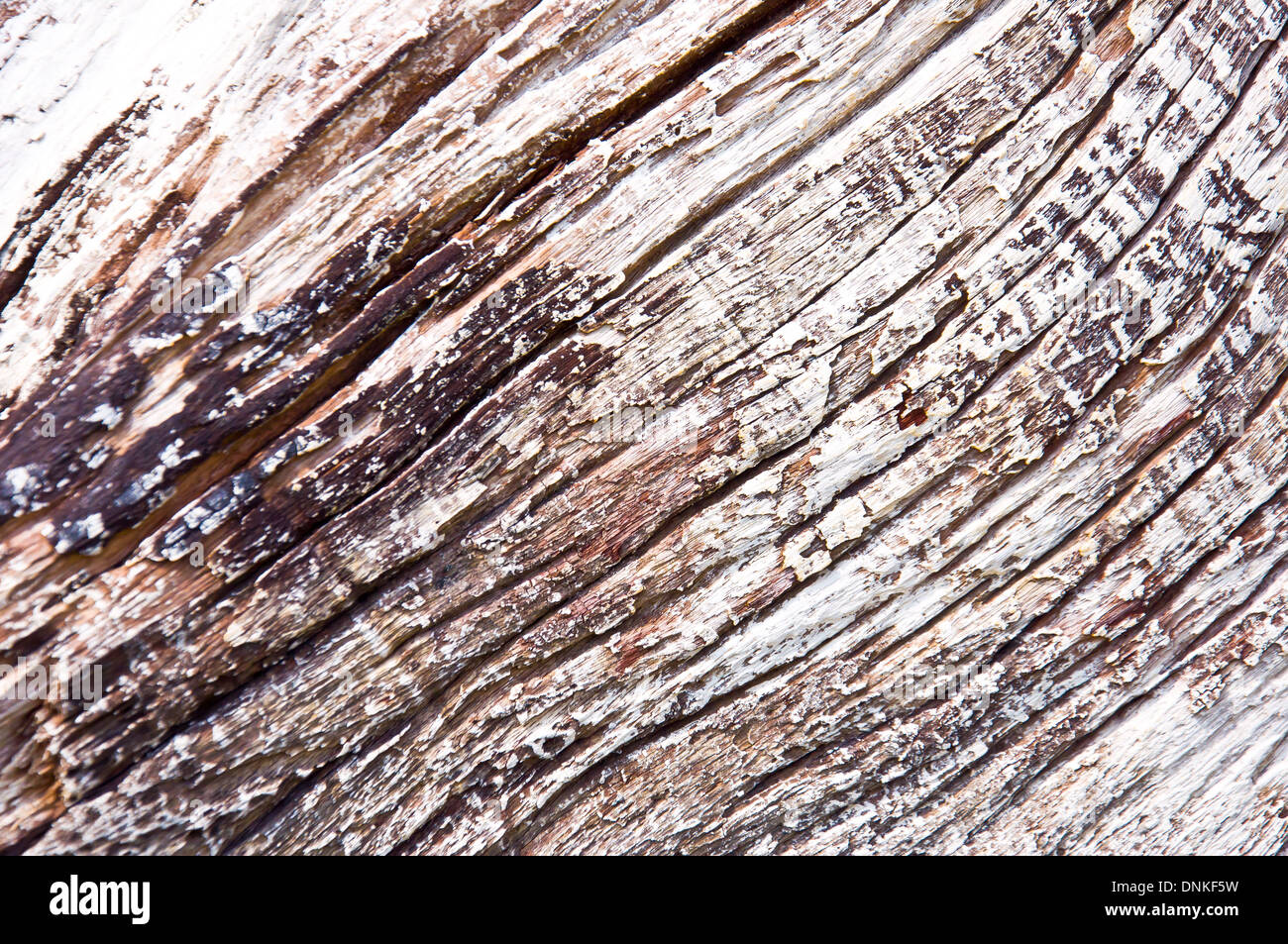 dried tree wood texture background Stock Photo - Alamy