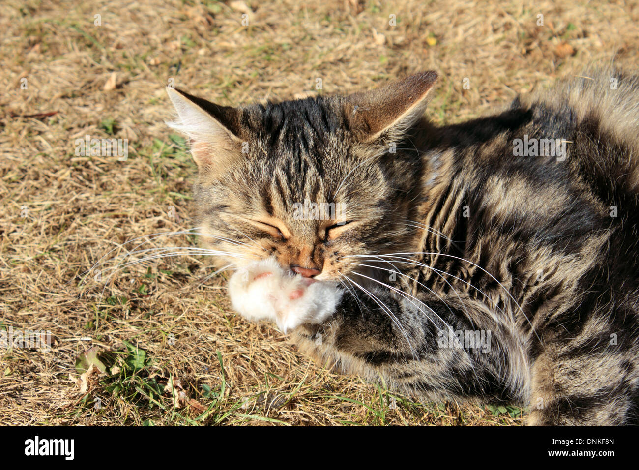 Female Tabby Maine Coon Cat cleaning foot Stock Photo - Alamy