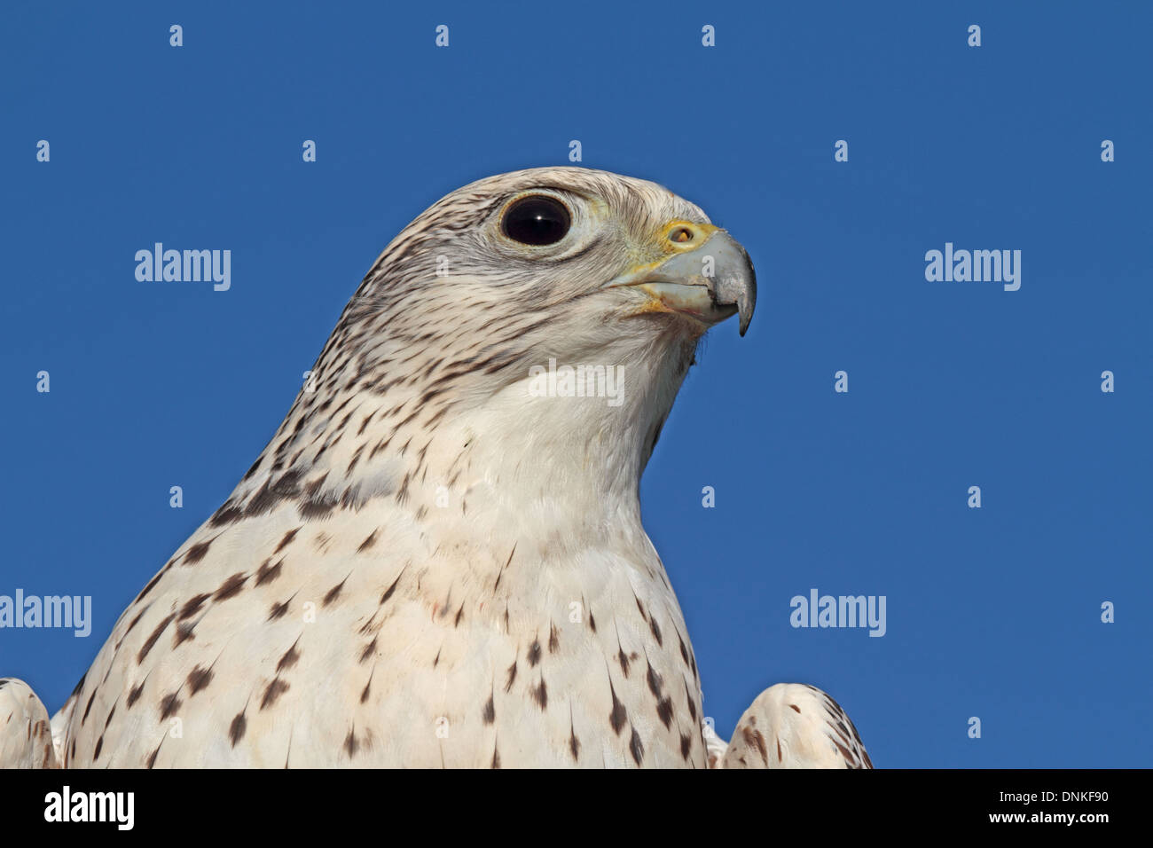 Blue falcon hi-res stock photography and images - Alamy
