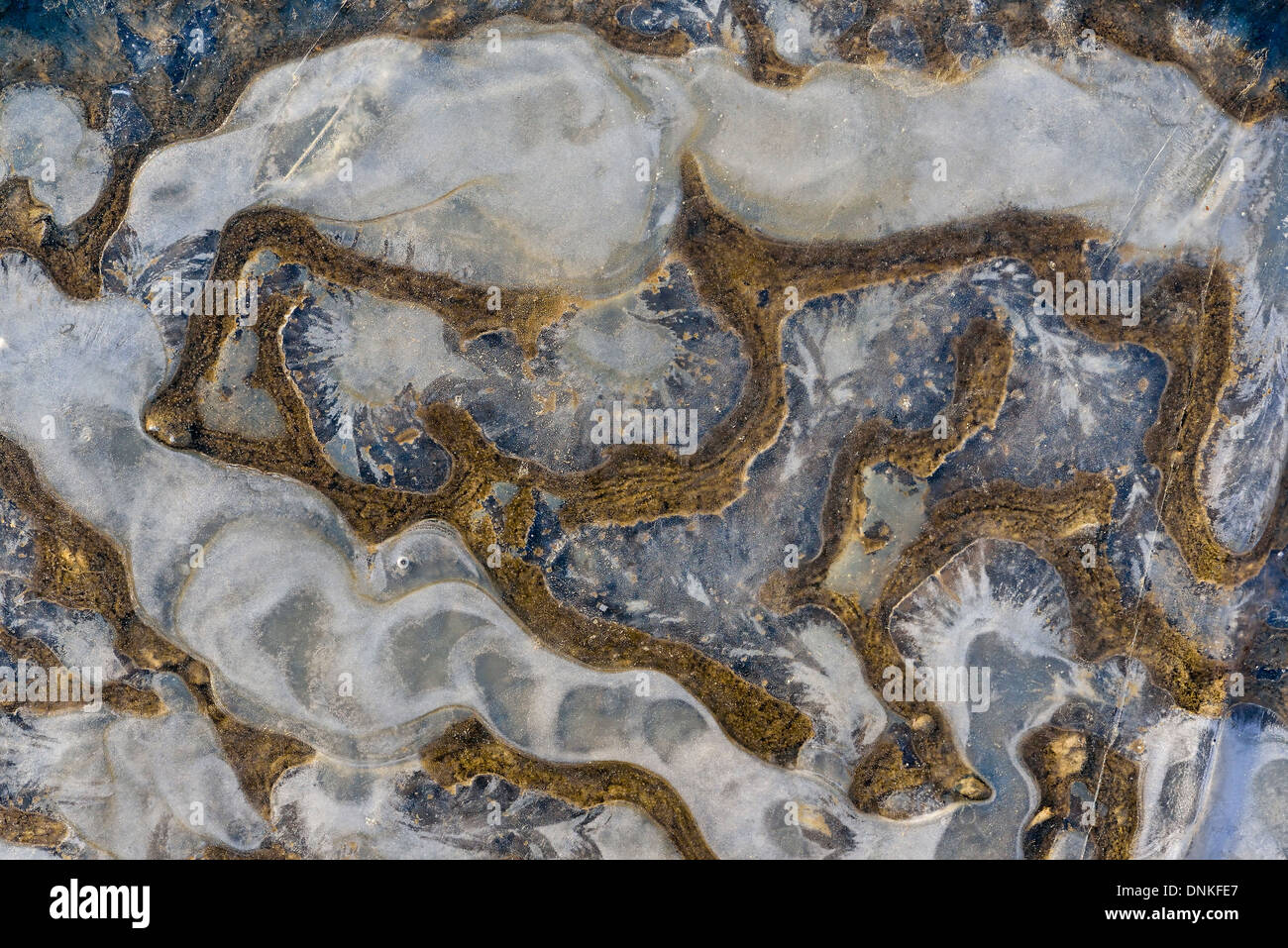 Details of an icy puddle Stock Photo - Alamy