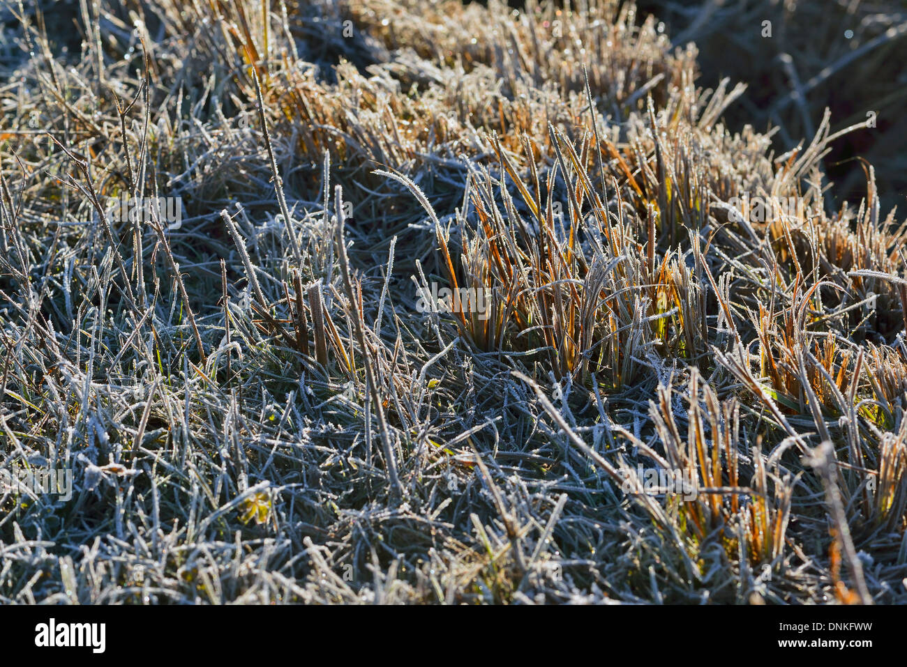 Grass covered with frost Stock Photo - Alamy