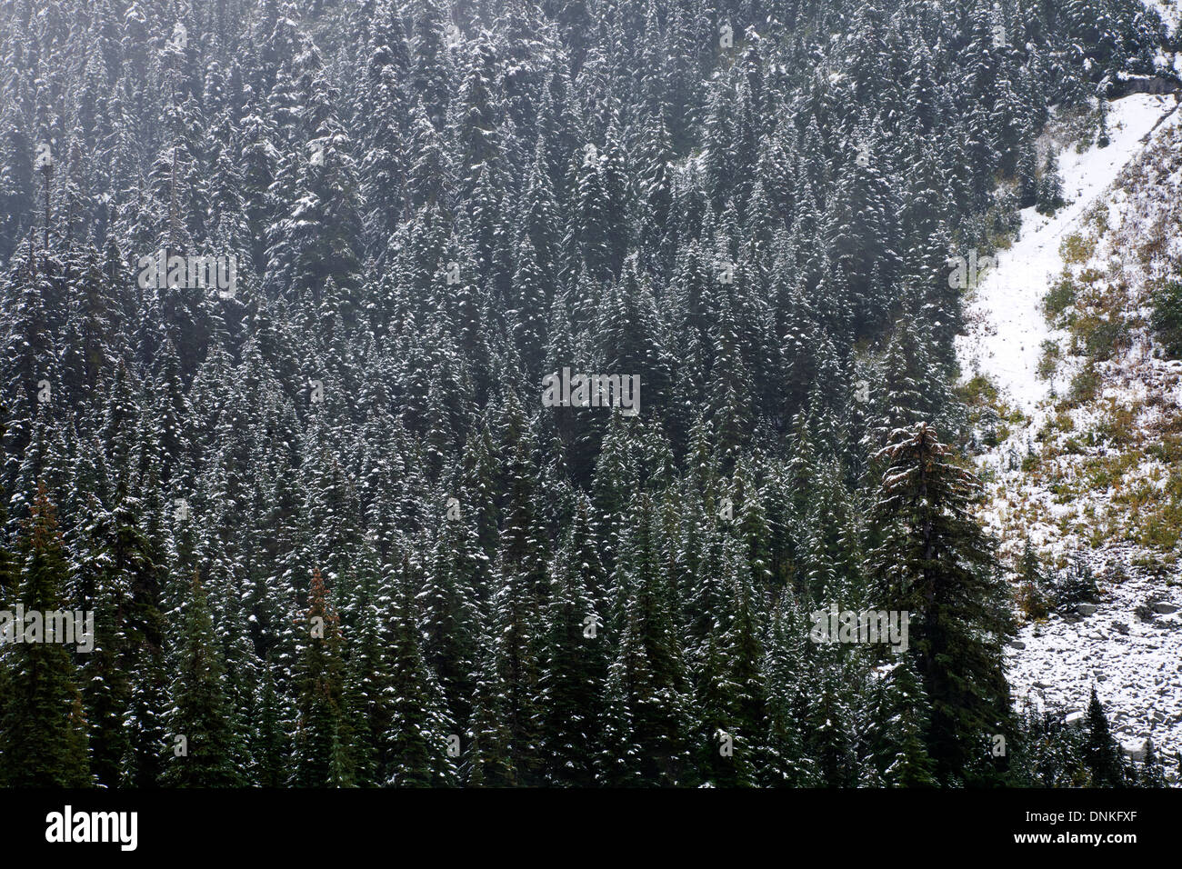 WASHINGTON - Snowy day at Rainy Lake in the North Cascades near Rainy ...