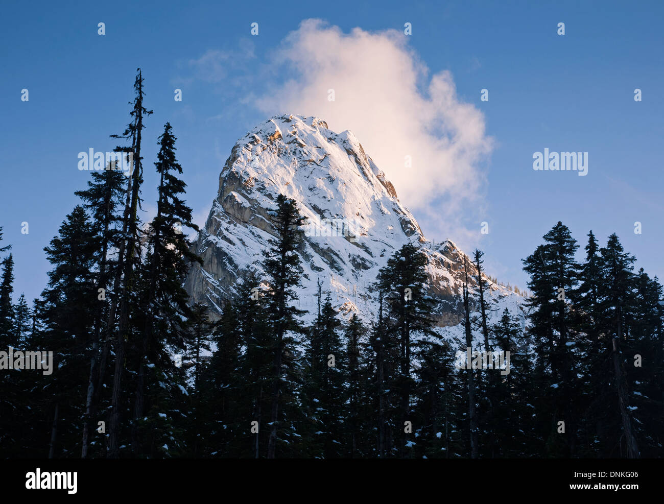 Bell in forest hi-res stock photography and images - Alamy