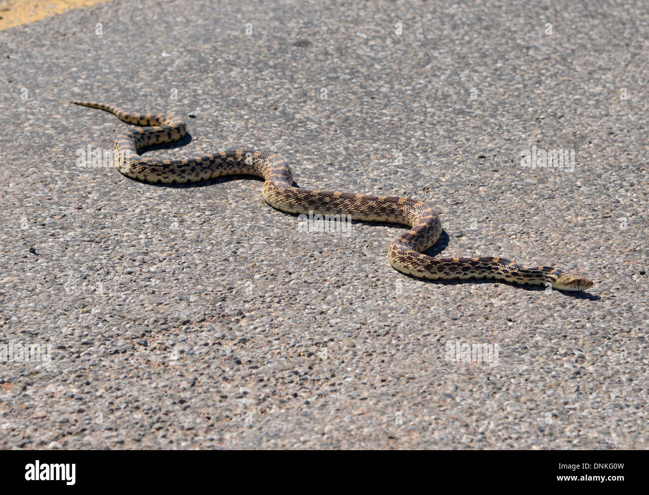 A gopher snake basks on the road in New Mexico, USA, on old Route 66 ...