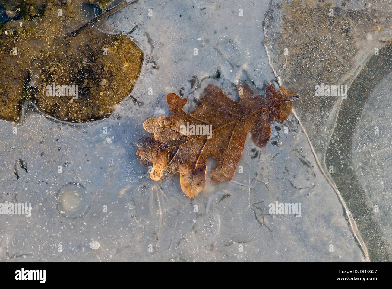 Details of an icy puddle Stock Photo - Alamy