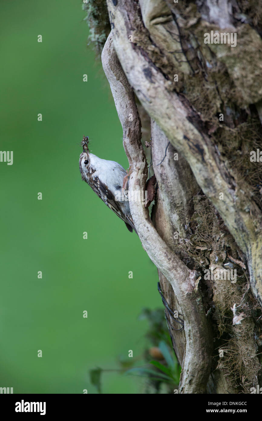 Certhia familiaris - Tree creeper climbing tree carrying insects for it ...