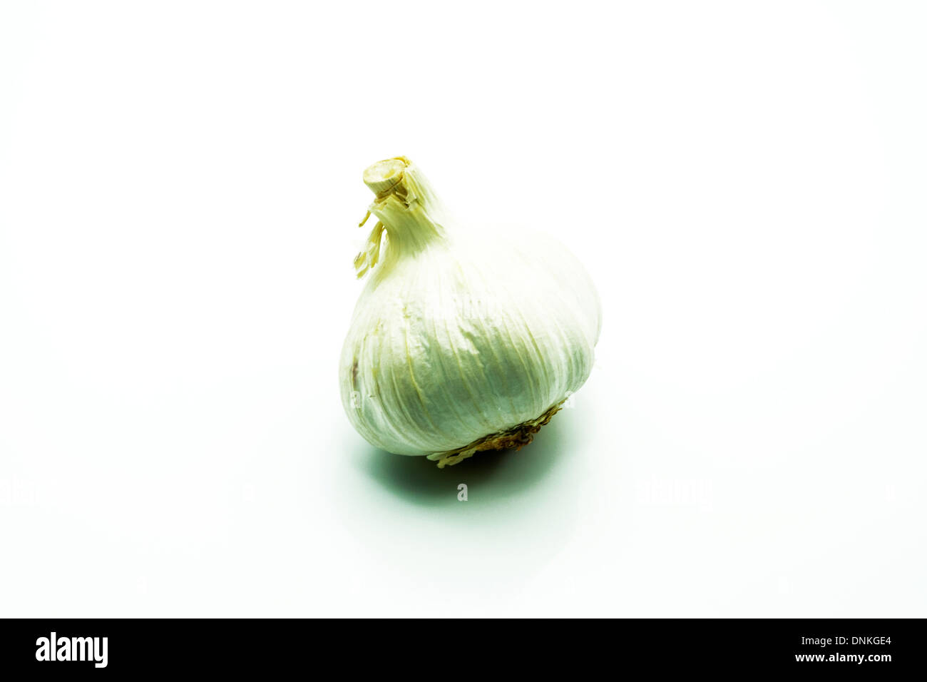bulb of garlic whole single for cooking cut out white background copy ...