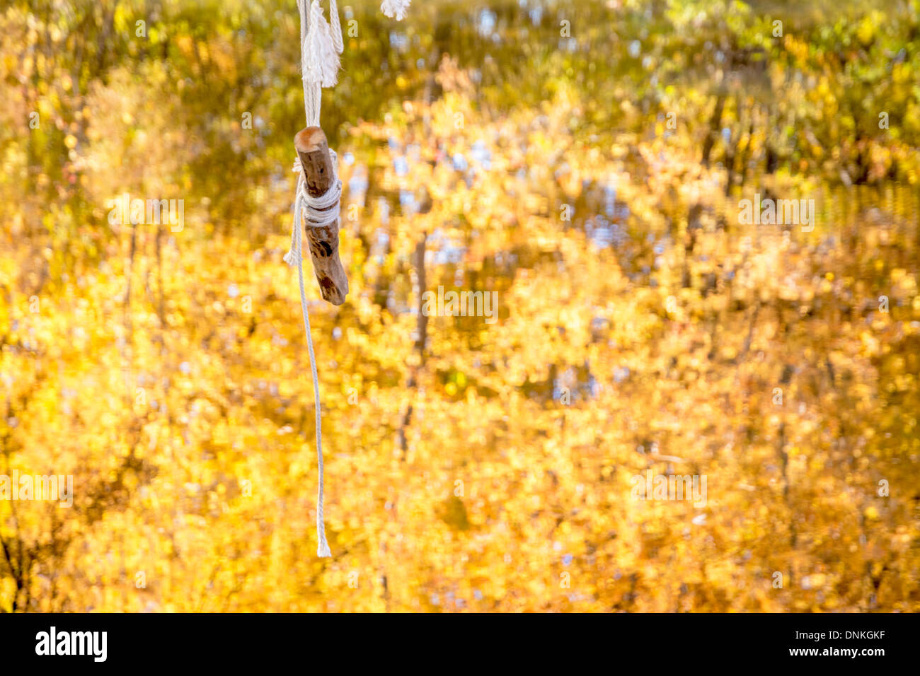 Tree over water rope swing hi-res stock photography and images - Alamy