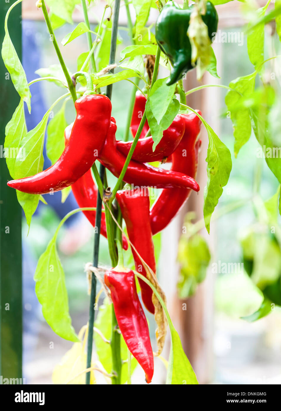 Chilli plants hi-res stock photography and images - Alamy