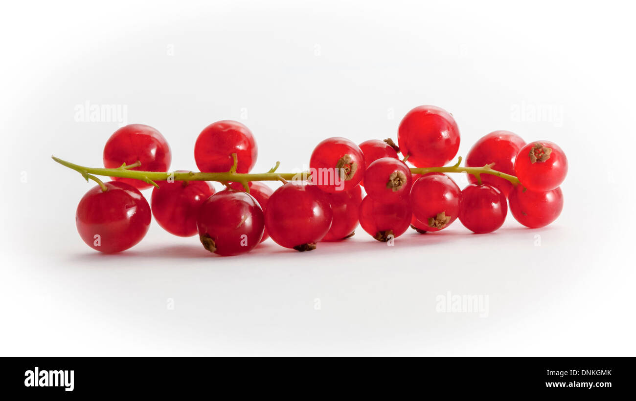 Family grossulariaceae hi-res stock photography and images - Alamy