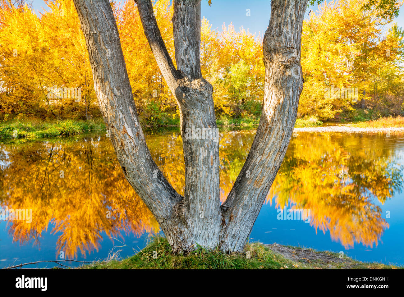 Beautiful fall day with tree reflections in a river Stock Photo - Alamy