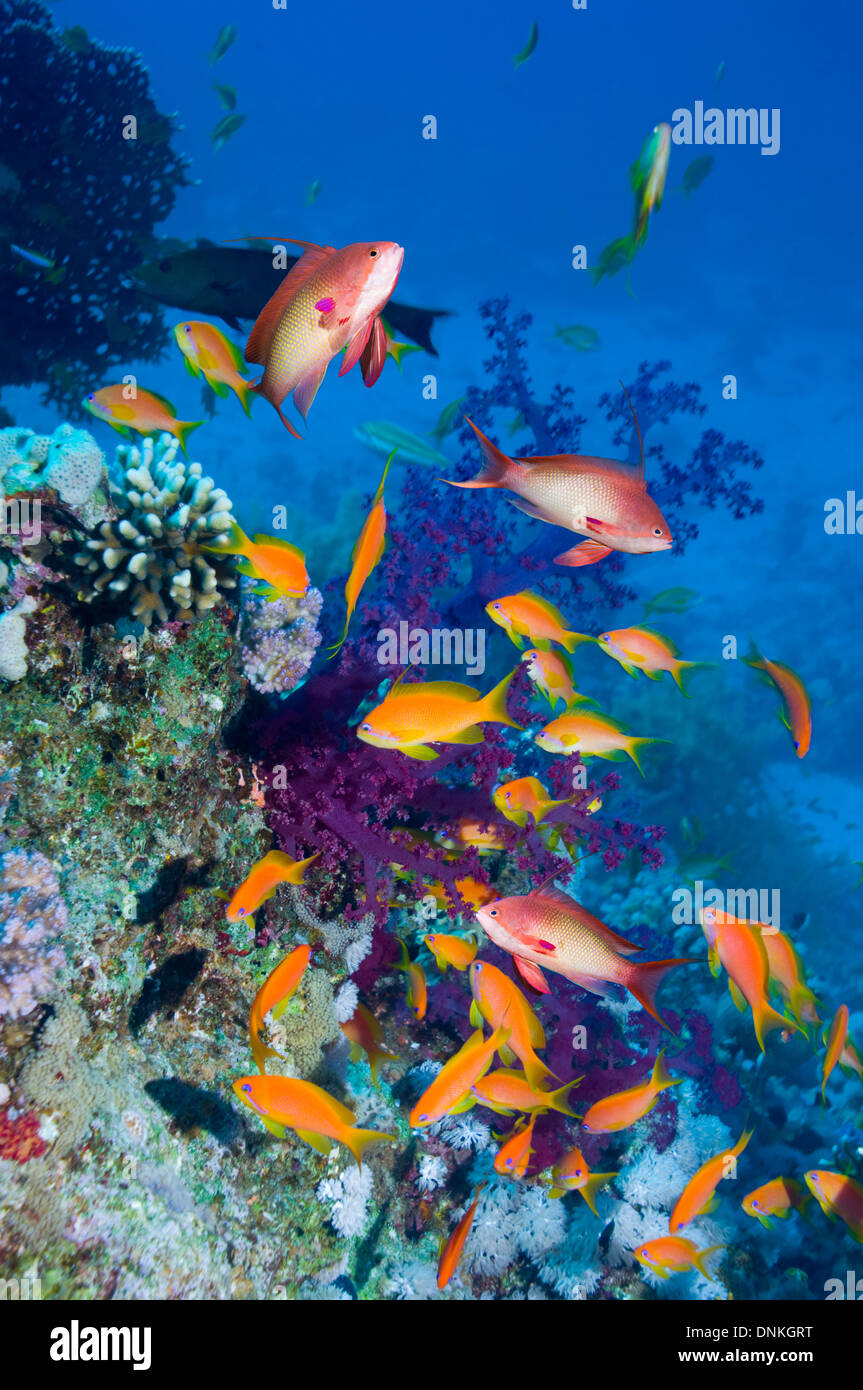 Lyretail anthias in coral reef scene hi-res stock photography and ...