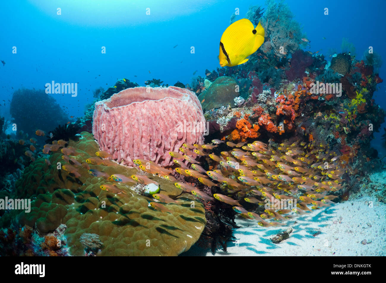 Coral reef scenery with a barrelsponge, sweepers and a butterflyfish ...
