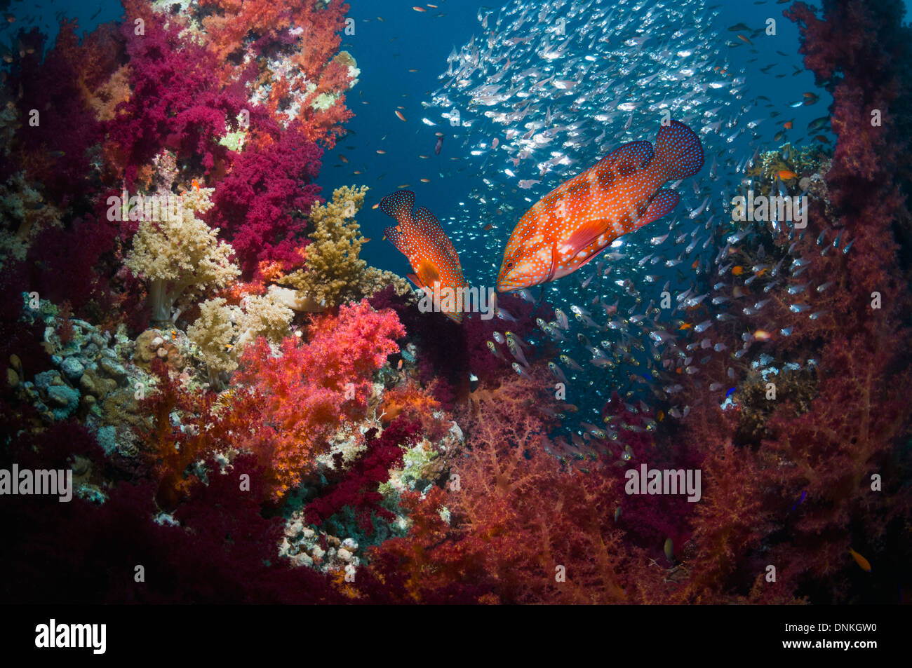Coral reef scenery with Coral hinds Stock Photo - Alamy