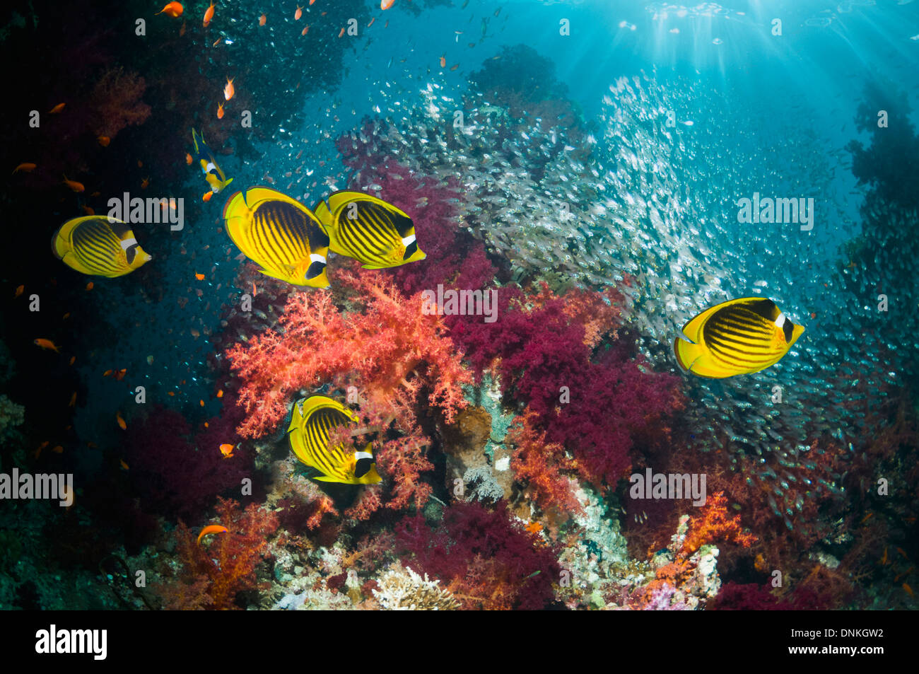 Coral reef scenery with Red Sea raccoon butterflyfish Stock Photo - Alamy