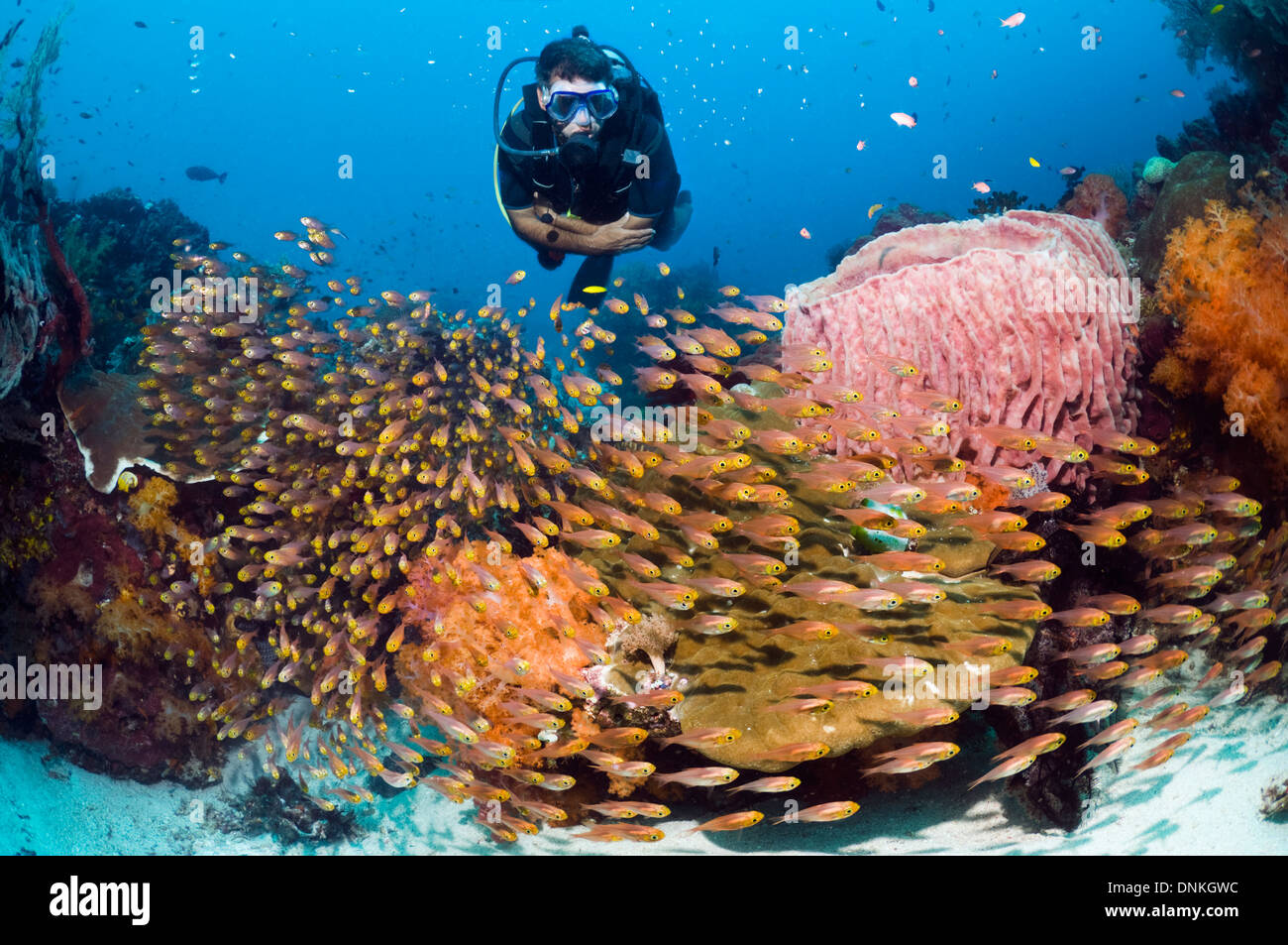 Scuba diver underwater watching hi-res stock photography and images - Alamy