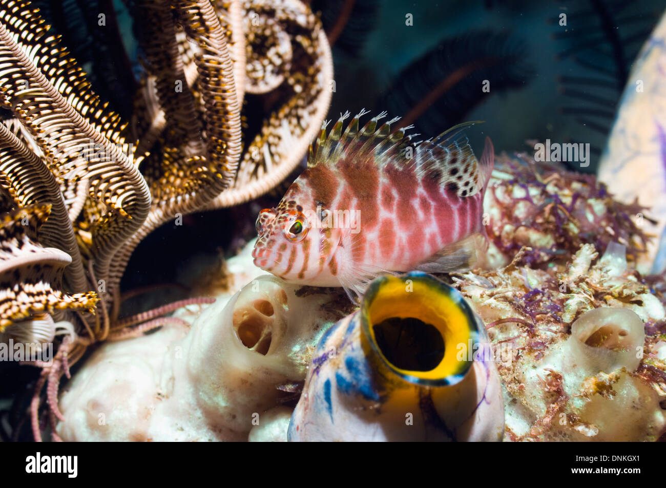 Spotted hawkfish (Cirrhitychthys aprinus) with Sea squirts (Polycarpa ...