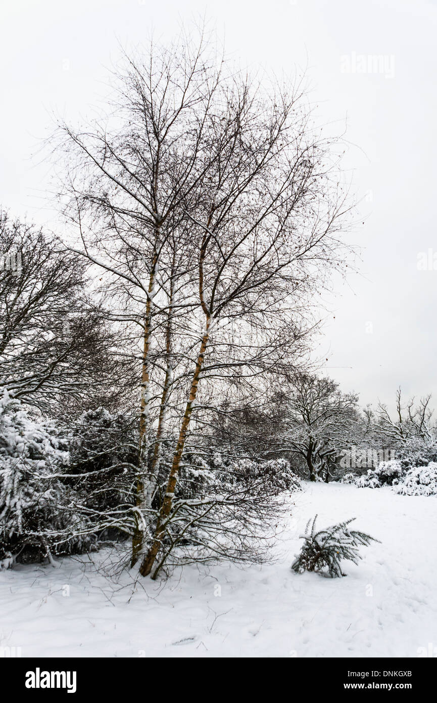 Silver Birch (Betula pendula) in winter with snow. Epping Forest ...