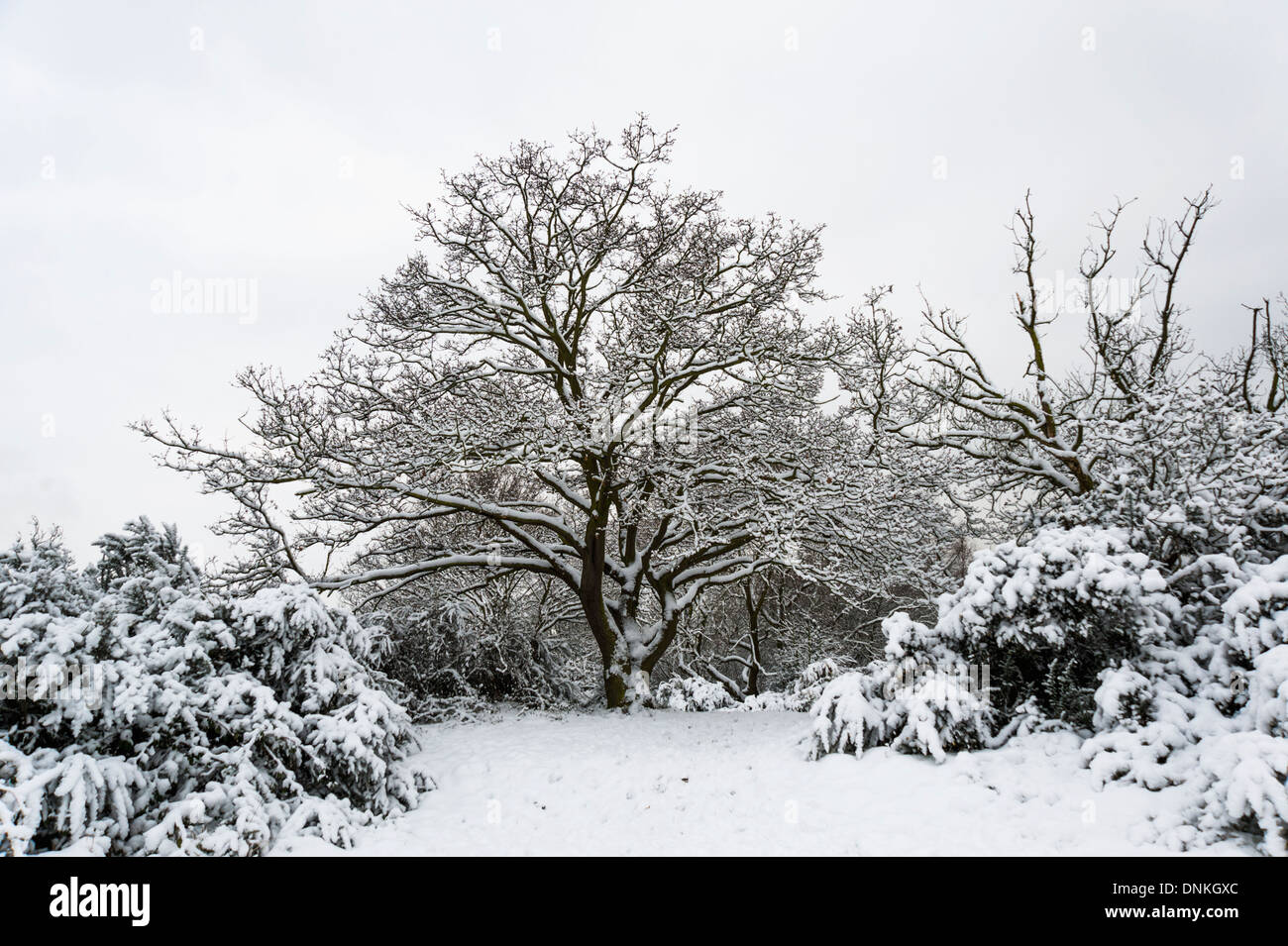Oak tree (Quercus robur) with snow. Epping Forest, London, UK Stock ...
