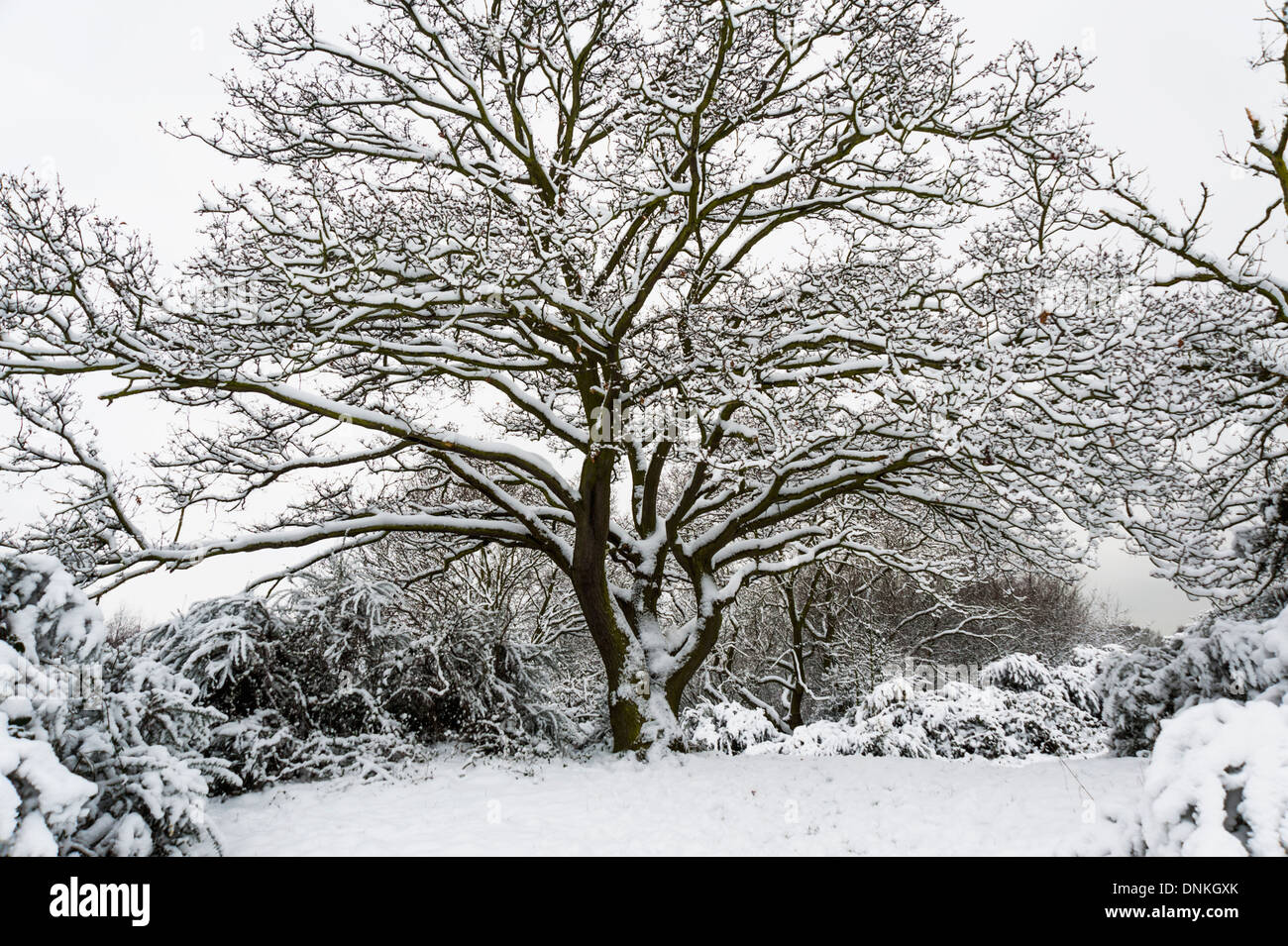 Oak tree (Quercus robur) with snow. Epping Forest, London, UK Stock ...