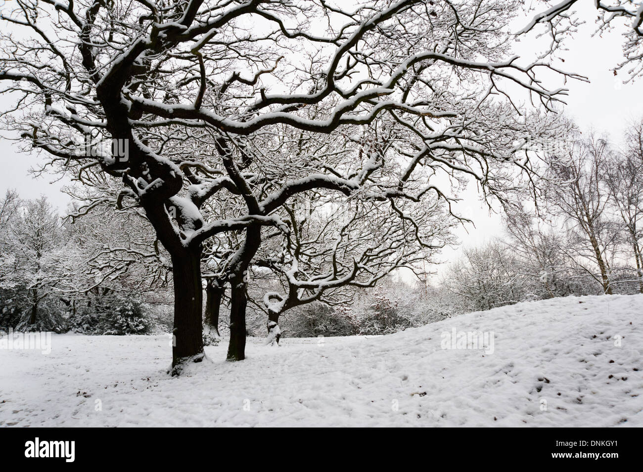 Oak tree (Quercus robur) with snow. Epping Forest, London, UK Stock ...