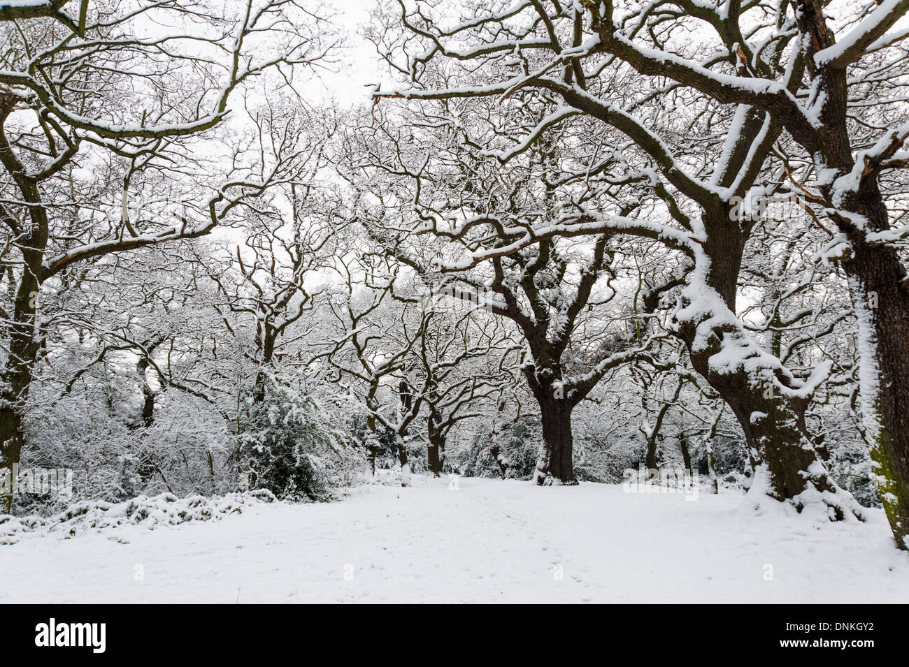 Oak tree (Quercus robur) with snow. Epping Forest, London, UK Stock ...